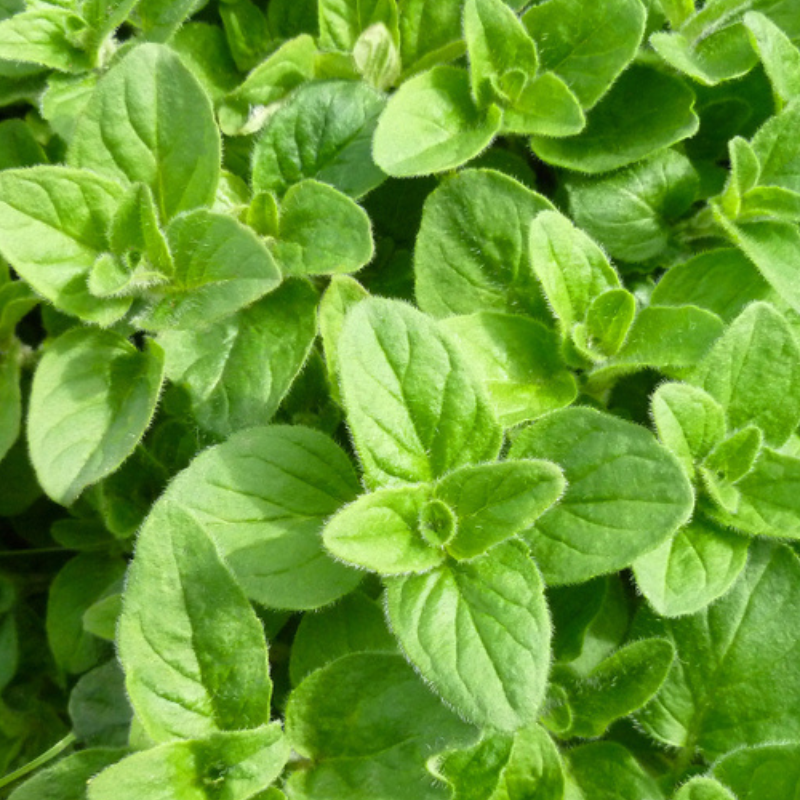 Recipe of The Month - August 2023 - The Hungry Guest